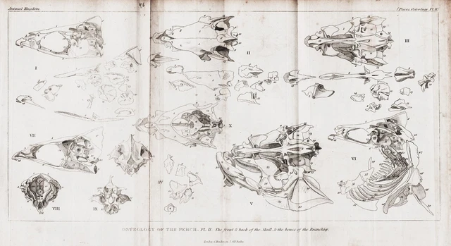 PERCH BARSCHE FISCH fish anatomy skull Schädel skeleton Lithographie ...