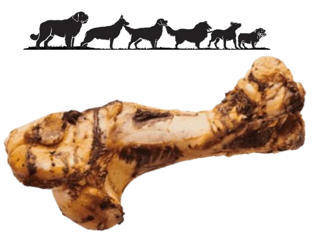 WHOLE ROAST BEEF Bones Dog Chew POSTMANS LEGS Giant Jurassic Bone Long ...