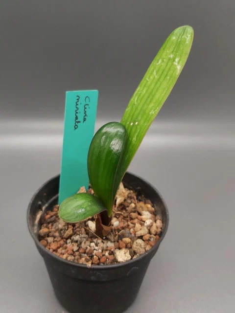 CLIVIA MINIATA SOUTH African bulb houseplant shown in 6cm pot £2.00 ...