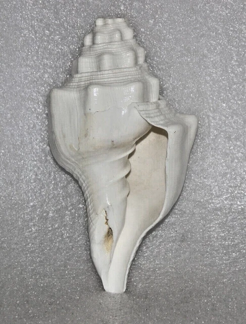 VINTAGE DAKSHINAVARTI LORD Krishna Puja Worship White Conch Right ...