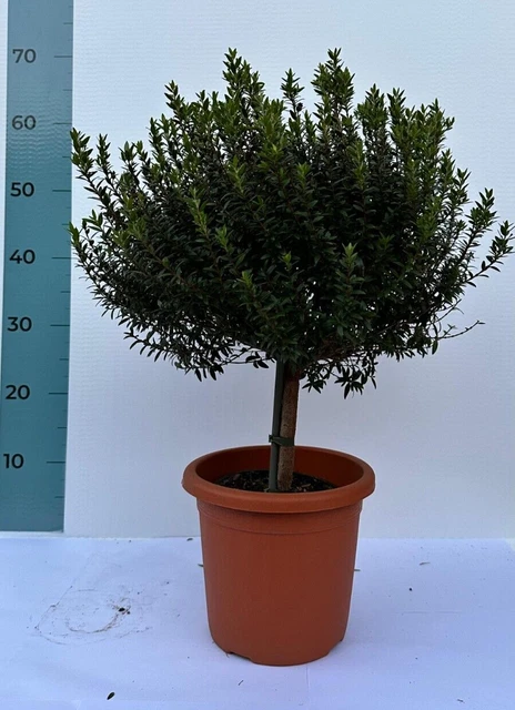 PIANTA DI MIRTO CERTIFICATA myrtus microphylla vaso 18 alberello EUR 22 ...