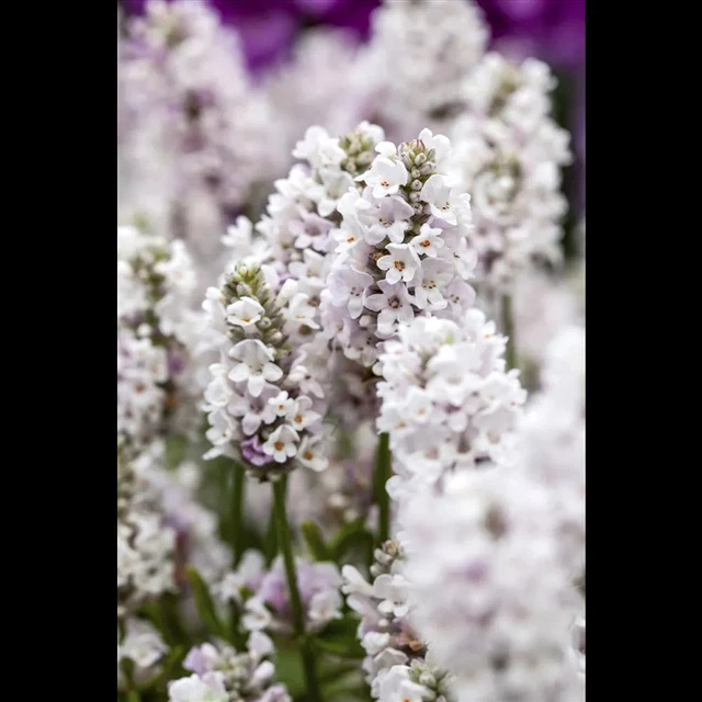 LAVANDULA ANGUSTIFOLIA 'ROSEA' # - Rosablühender Garten-Lavendel 'Rosea ...