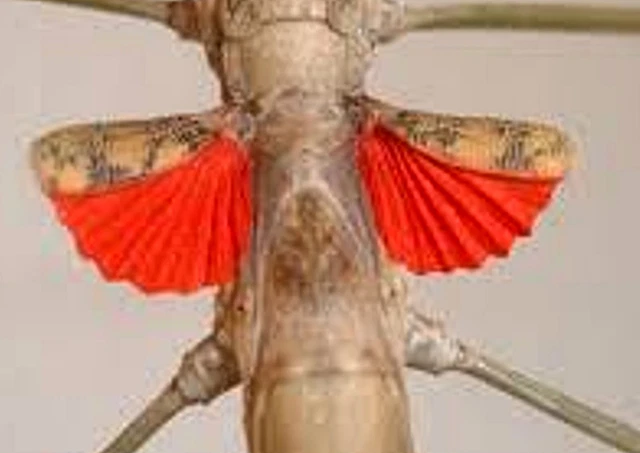 25 EGGS / Ova Phaenopharos Khaoyaiensis. Giant Budwing Stick Insect ...