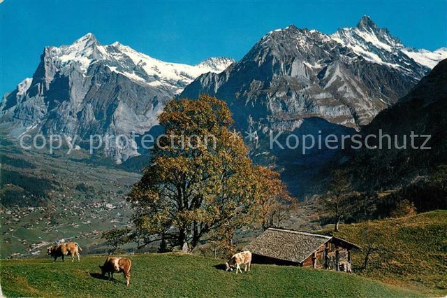 13061618 GRINDELWALD WETTERHORN Berglistock Mettenberg Schreckhorn ...