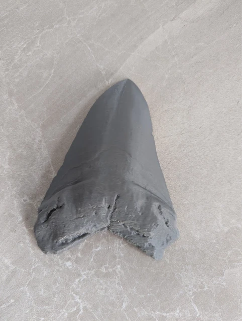 MEGALODON TOOTH 3D Printed model Meg fossil ancient giant shark 1:1 ...