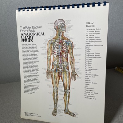 Poster Size 1980s Peter Bachin Anatomical Chart The Skeletal System - Riset