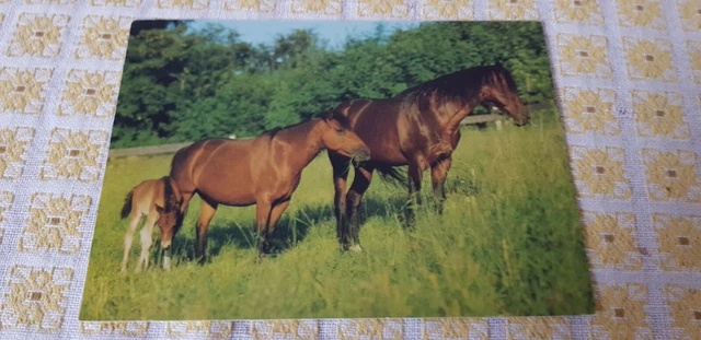 PFERD AK, PFERDEPOSTKARTE, Stuten mit Fohlen auf der Weide, Printed in ...