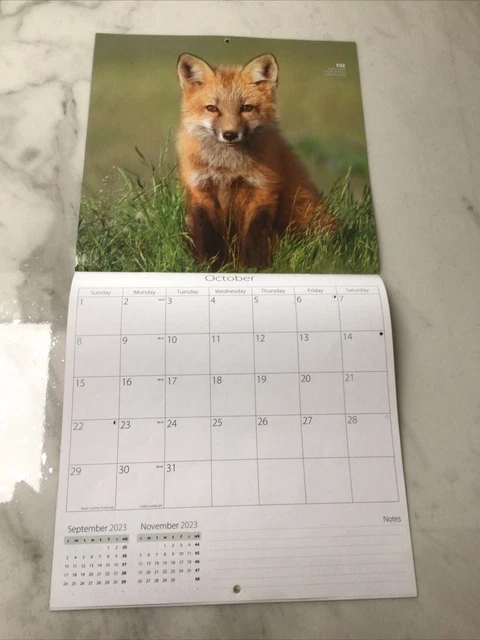 2023 CALENDAR WILD animals in the jungle, View To A Month £6.98 ...