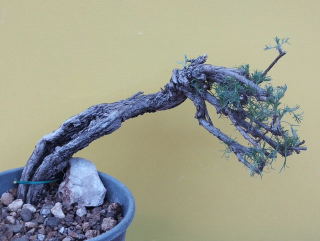 BONSAI MEDITERRANEO 20X34CM In Vaso Pianta Tronco Robusto Maestosa ...