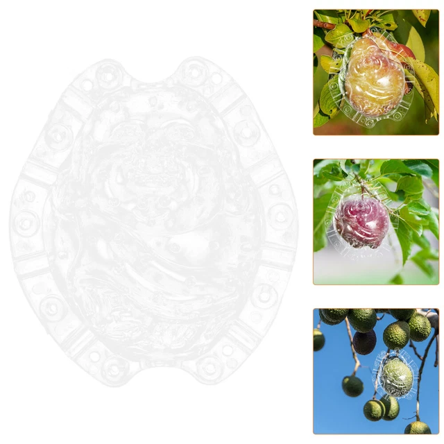 STAR SHAPED CUCUMBER Watermelon Fruit Gourd £6.65 - PicClick UK