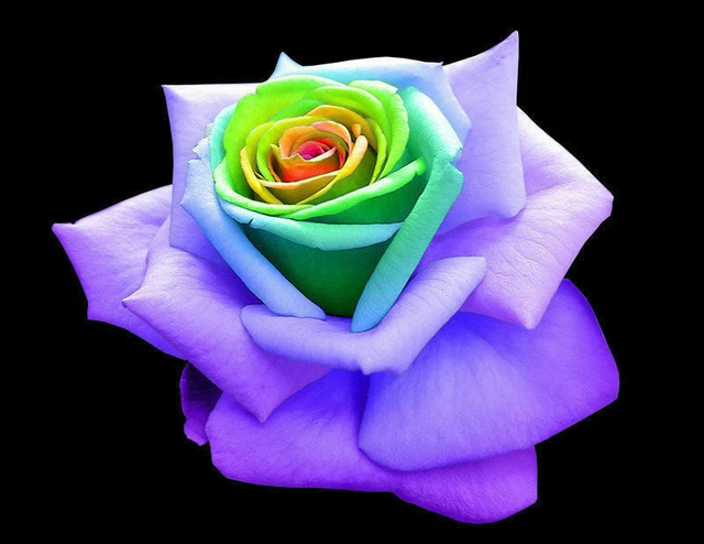 25 SEMI DI RAINBOW ROSE + OMAGGIO EUR 1,59 - PicClick FR