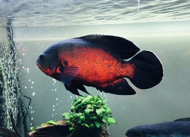 ASTRONOTUS OCELLATUS «RED» Red Oscar Fish South American Cichlid £10.99 ...