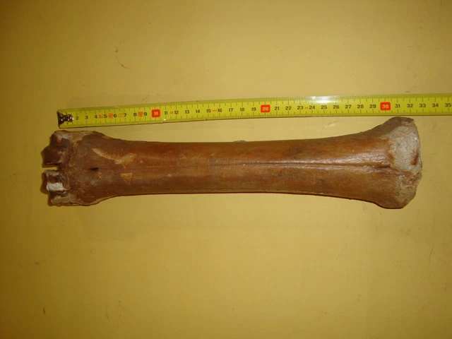 CERVO GIGANTE , Megaloceros Giganteus, Metacarpo EUR 120,00 - PicClick IT