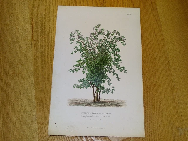 GRAVURE ANCIENNE XIX ème Botanique Lardizabal Plante EUR 8,00 - PicClick FR