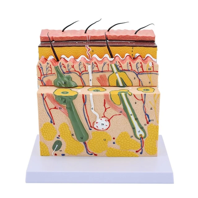70X ENLARGED ANATOMICAL Model with Sebaceous Glands/Sweat Glands/Nerve ...