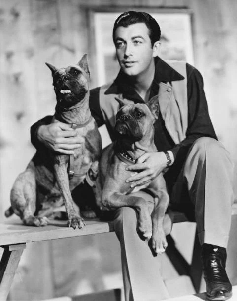 AMERICAN ACTOR ROBERT Taylor With His Boxer Dogs On The Set Of The Old ...