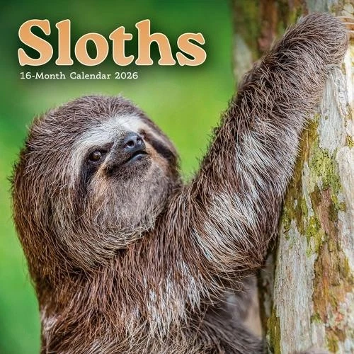2026 SLOTHS MINI Wall Calendar by Carousel Calendars [Blank book] £8.74 ...