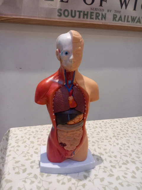 MEDICALS TORSO HUMAN Body Model Anatomy Doll PVC Education Organs Model ...