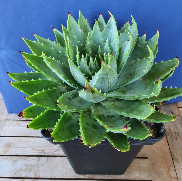 Aloe Polyphylla For Sale