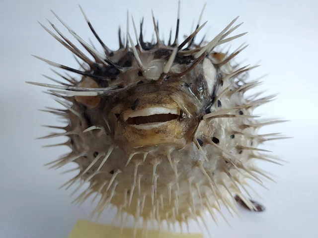 POISSON DIODON GLOBE lune Porc et pique cabinet curiosité taxidermie ...