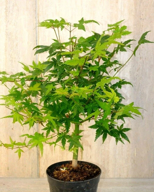 BONSAI PREBONSAI ACERO ACER PALMATUM POLYMORPHUM cv "VIRIDIS'' EUR 38 ...