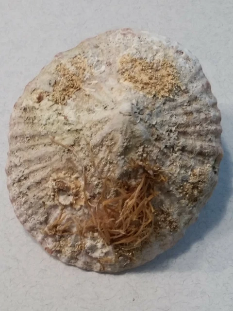 AWESOME PATELLA SPECIMEN: Patella tabularis, 103mm, from False Bay, South Africa EUR 21,62 ...