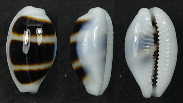 CYPRAEA ASELLUS ASELLUS - 1897 EUR 2,00 - PicClick FR