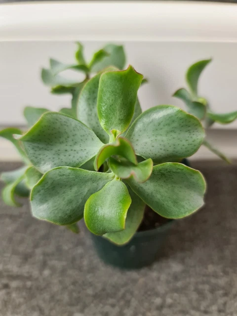 X1 CRASSULA ARBORESCENS Undulatifolia, Ripple Jade Succulent Rooted ...