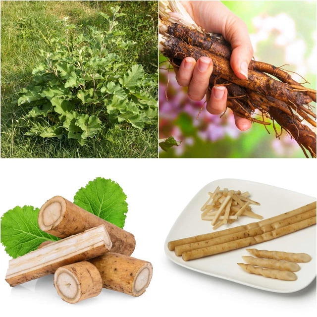 BURDOCK ‘TAKINOGAWA LONG’ 15+ Seeds GOBO popular japanese vegetable ...