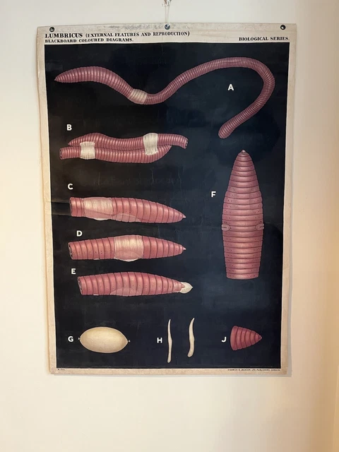 Antique Blackboard Coloured Diagram Biologicalscientificanatomical