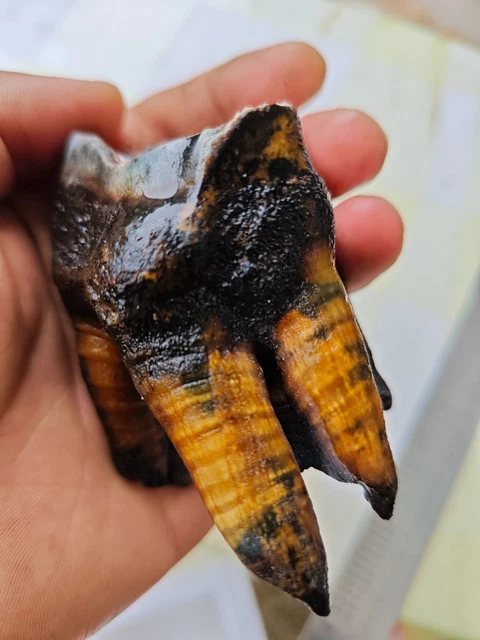 EXQUISITE TOOTH FOSSILS from the Ice Age - Ancient Fossil Specimen £46. ...