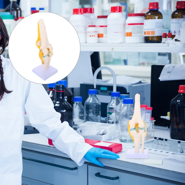 HUMAN KNEE JOINT Human Body Simulation Teaching Model Knee 3d Model £38 ...