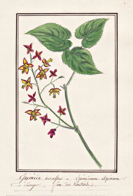 FLEURS DE FÉE Alpine Elf Fleur Botany Botanique Aquarelle Drawing 1830 ...