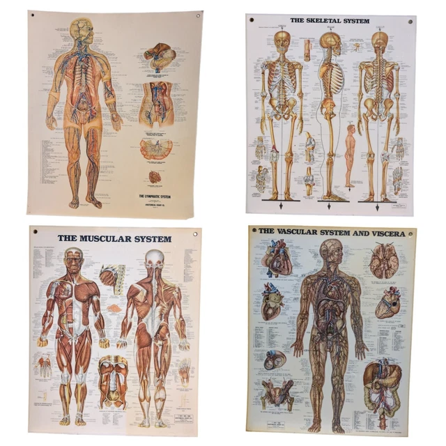VTG PETER BACHIN Anatomical Charts 20*26" Skeletal Muscular Vascular ...