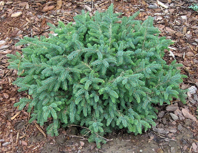 PICEA MARIANA NANA in 9cm pot bonsai subject Spruce £4.00 - PicClick UK