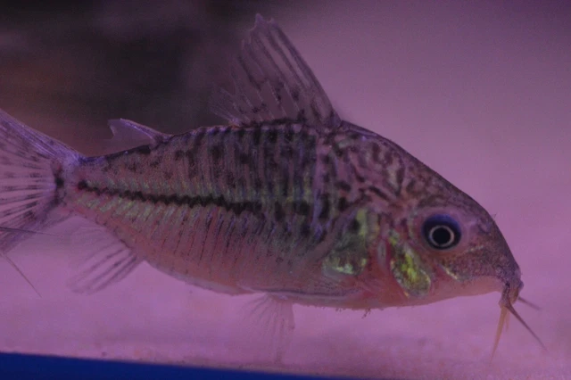 WILD CAUGHT CORYDORAS Sodalis Colombia ( Corydoras sodalis ) - XXL £8. ...