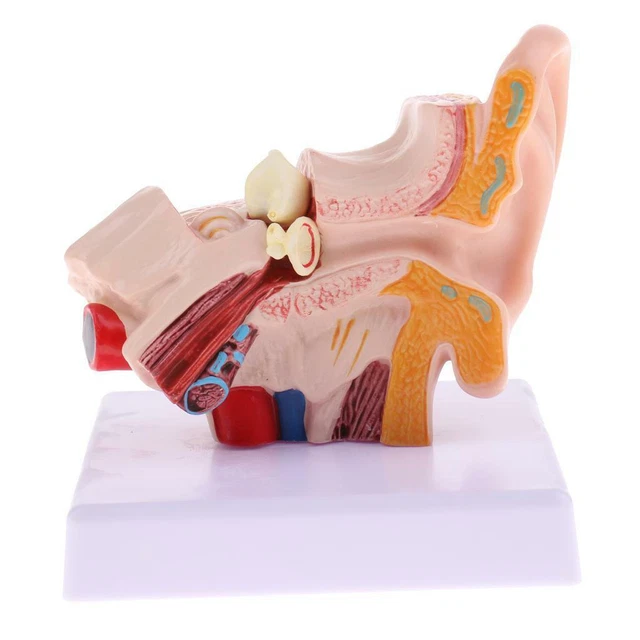 4D- HUMAN EAR Anatomy Model, Lab Demonstration Model Human Anatomical ...