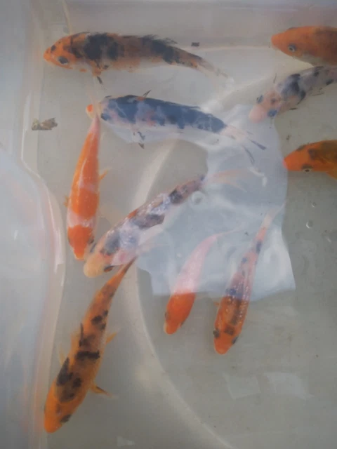 KOI FRY A GRADE £59.99 - PicClick UK
