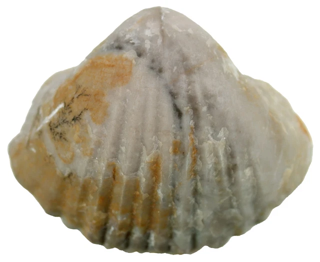 SILUR SIEBERELLA sieberi Seltener Brachiopode mit Altettiket Koneprusy ...