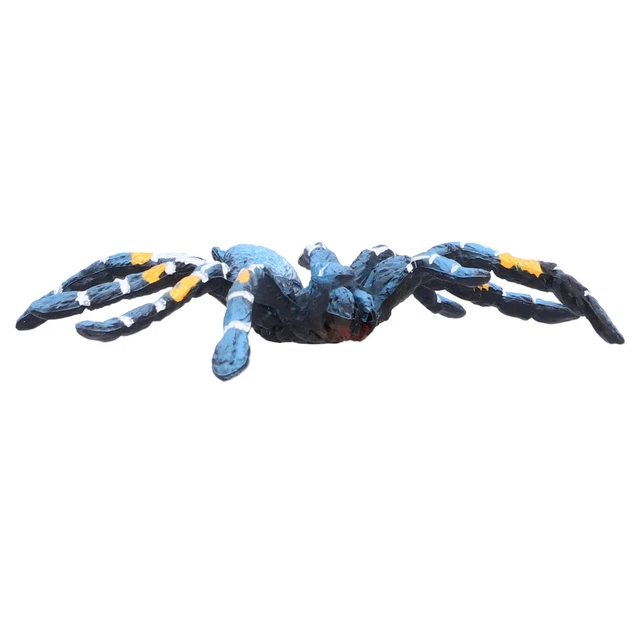 SPIDER ANIMAL LIFE Cycle Insect Growth Cycle Model Simulation Children ...
