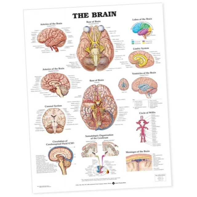 THE BRAIN ANATOMICAL Chart - Anatomical Chart Company (2000, Wallchart ...
