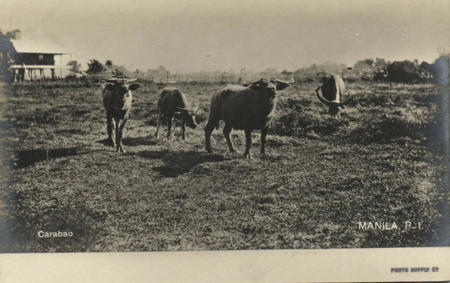 PC PHILIPPINES, MANILA, CARABAO, Vintage REAL PHOTO Postcard (B39840 ...