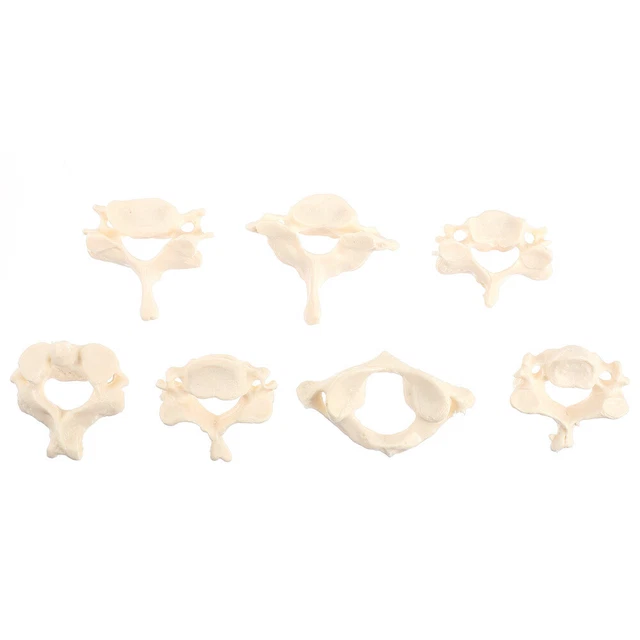 Life Size Cervical Spine Model Human Vertebrae Model The Mannequin £17 0206