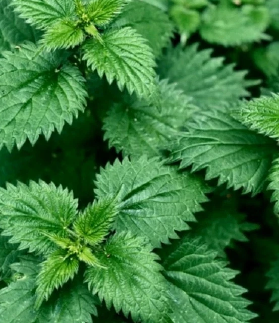 FRESH STINGING NETTLES | Organic | Herbal Tea, Superfood | Health ...