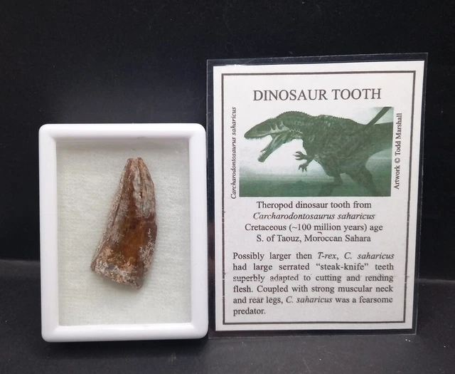 T-REX TYPE TOOTH - Carcharodontosaurus Dinosaur Tooth Fossil 100% ...