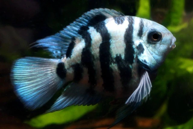 POLAR BLUE TIGER Parrot Fish Cichlid 4cm Cichlasoma Hybrid £0.99 ...