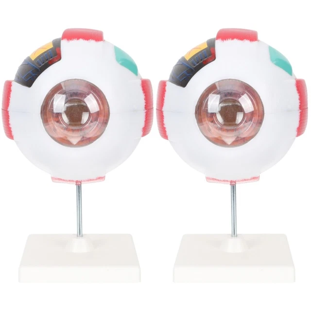 SET OF 2 Human Eye Model Eyeball Anatomy Display 6X Enlarged Body ...