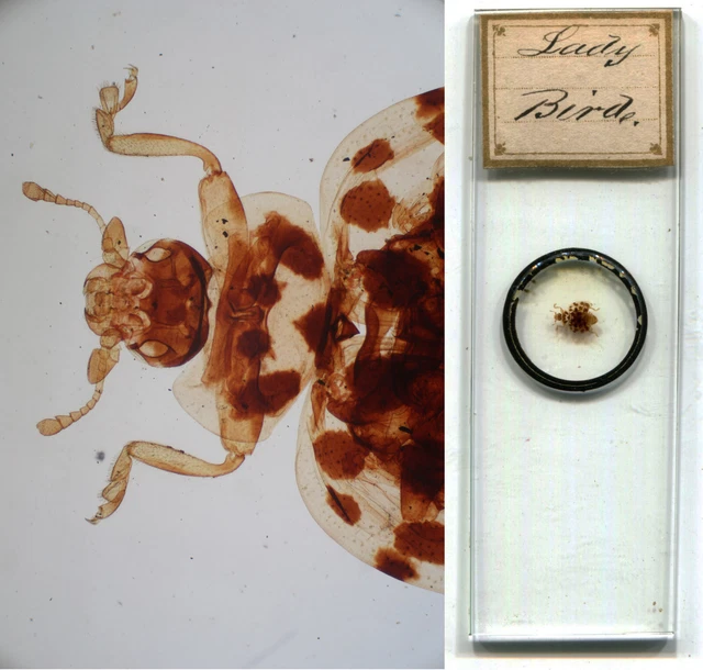 WHOLE LADYBIRD / Ladybug Insect, Early Microscope Slide $4.95 - PicClick