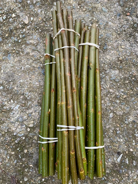 SALIX VIMINALIS GIGANTEA Super Willow 50 x 30cm unrooted cuttings ...