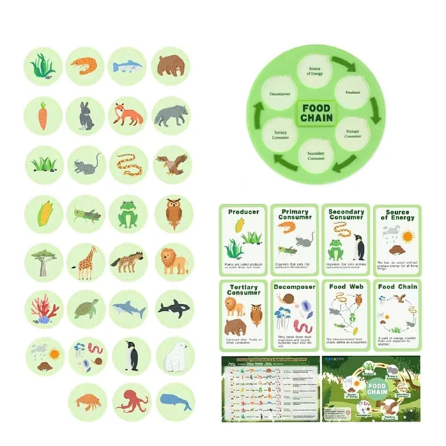 FOOD CHAIN ANIMAL Matching Life Cycle Kit for Classroom £11.98 ...